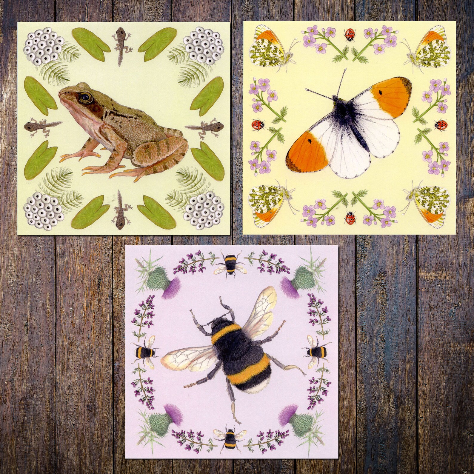 Common Frog Card Frog Lifecycle Square Blank Greetings Card - Etsy UK