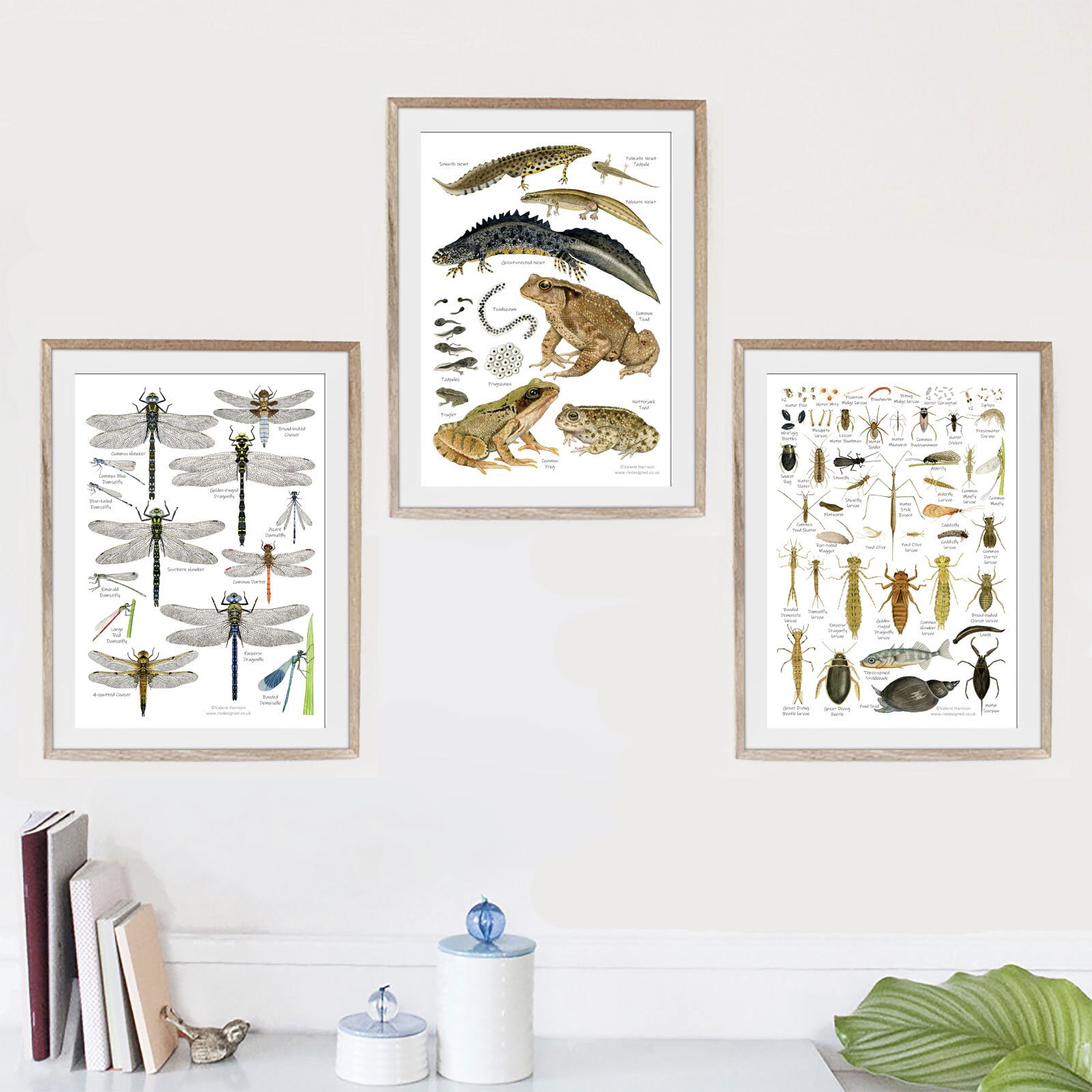 Pond & Stream A5 Art Print, Card, Pondlife Postcard, Identification ...
