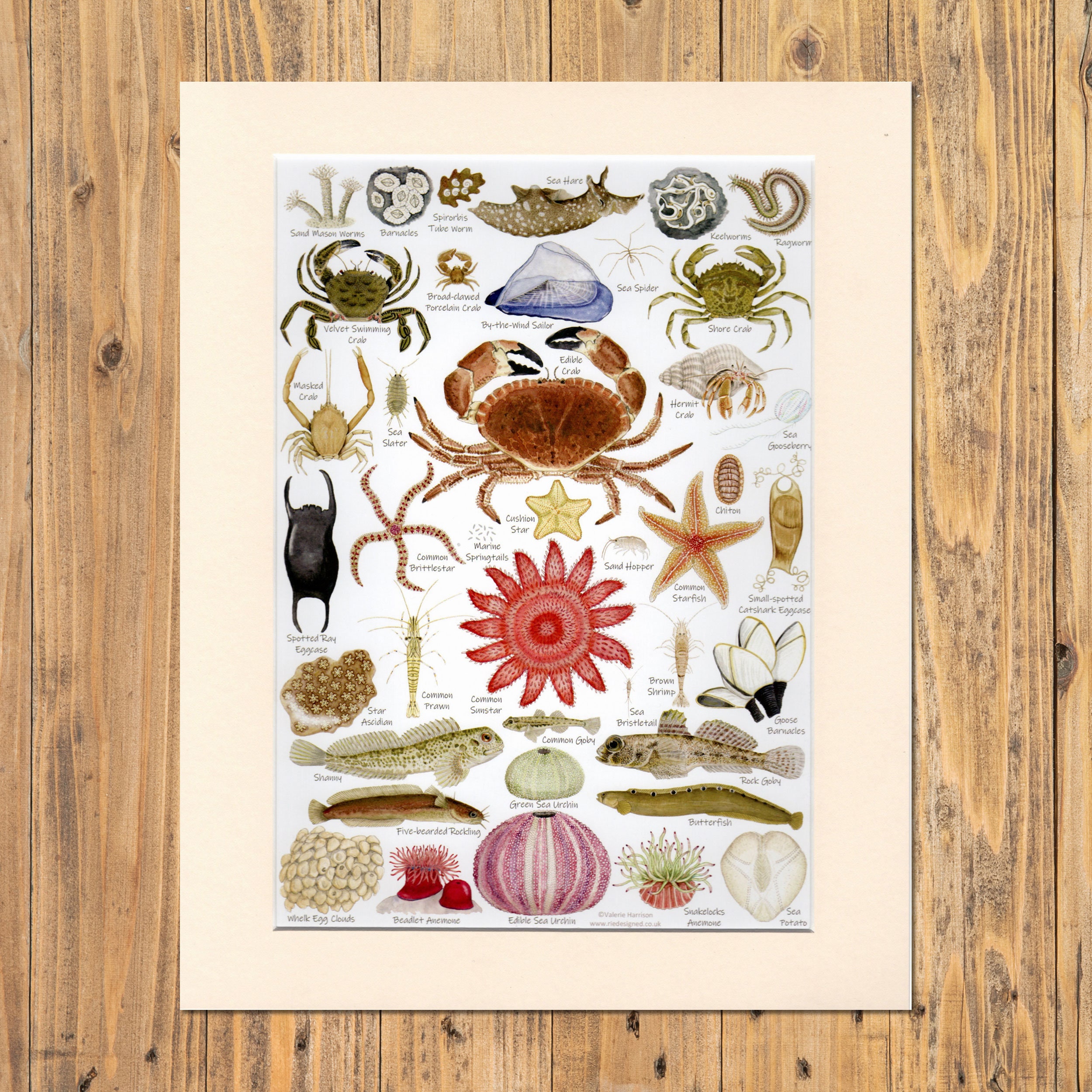British Seashore A4 Identification Chart, Wildlife Card, Beachcombing ...
