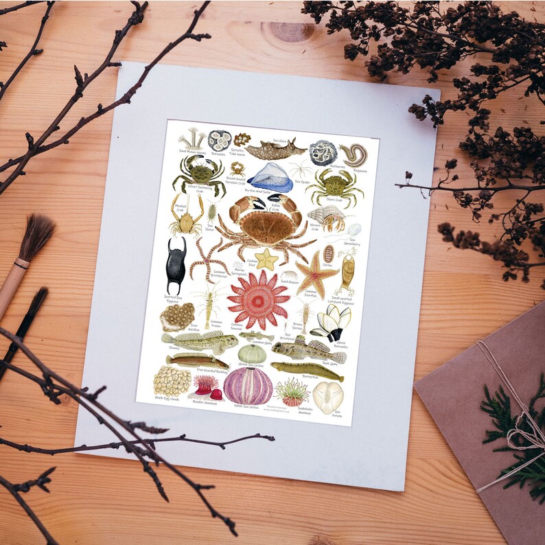 British Seashore A4 Identification Chart Wildlife Card - Etsy UK
