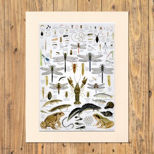 British Pond & Stream A4 Identification Chart, Wildlife Card, Insects ...