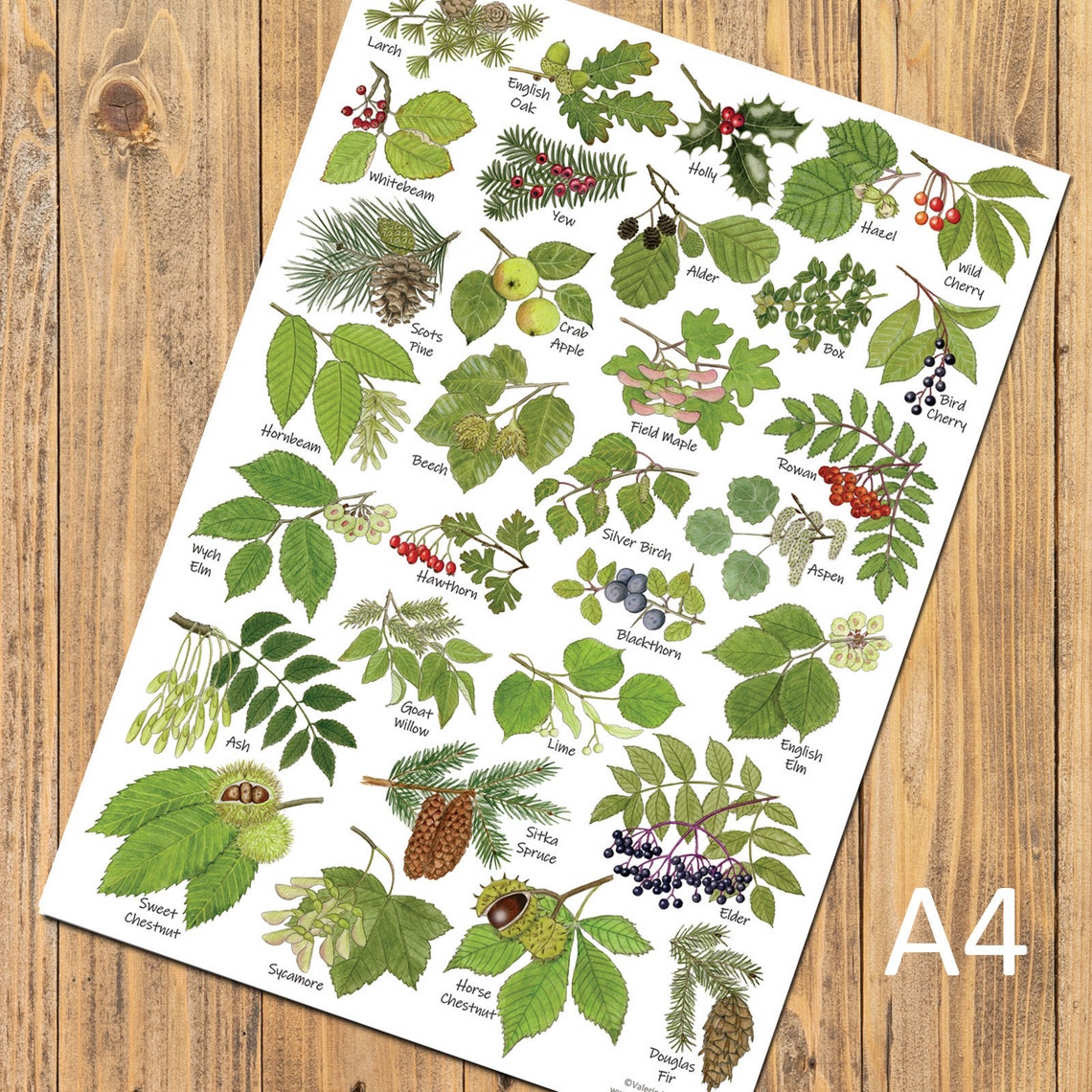 British Tree Leaves A4 Identification Chart, Wildlife Card, Nature ...