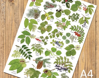 Tree Leaves Identification Poster - British Species - Etsy UK