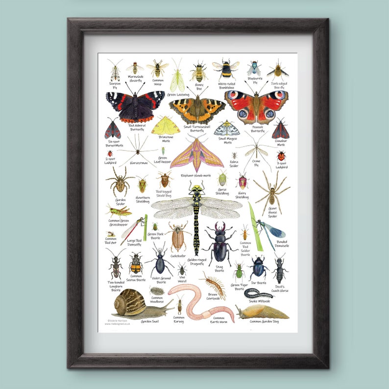 British Insects A4 Identification Chart, Wildlife Card, Bugs Poster ...