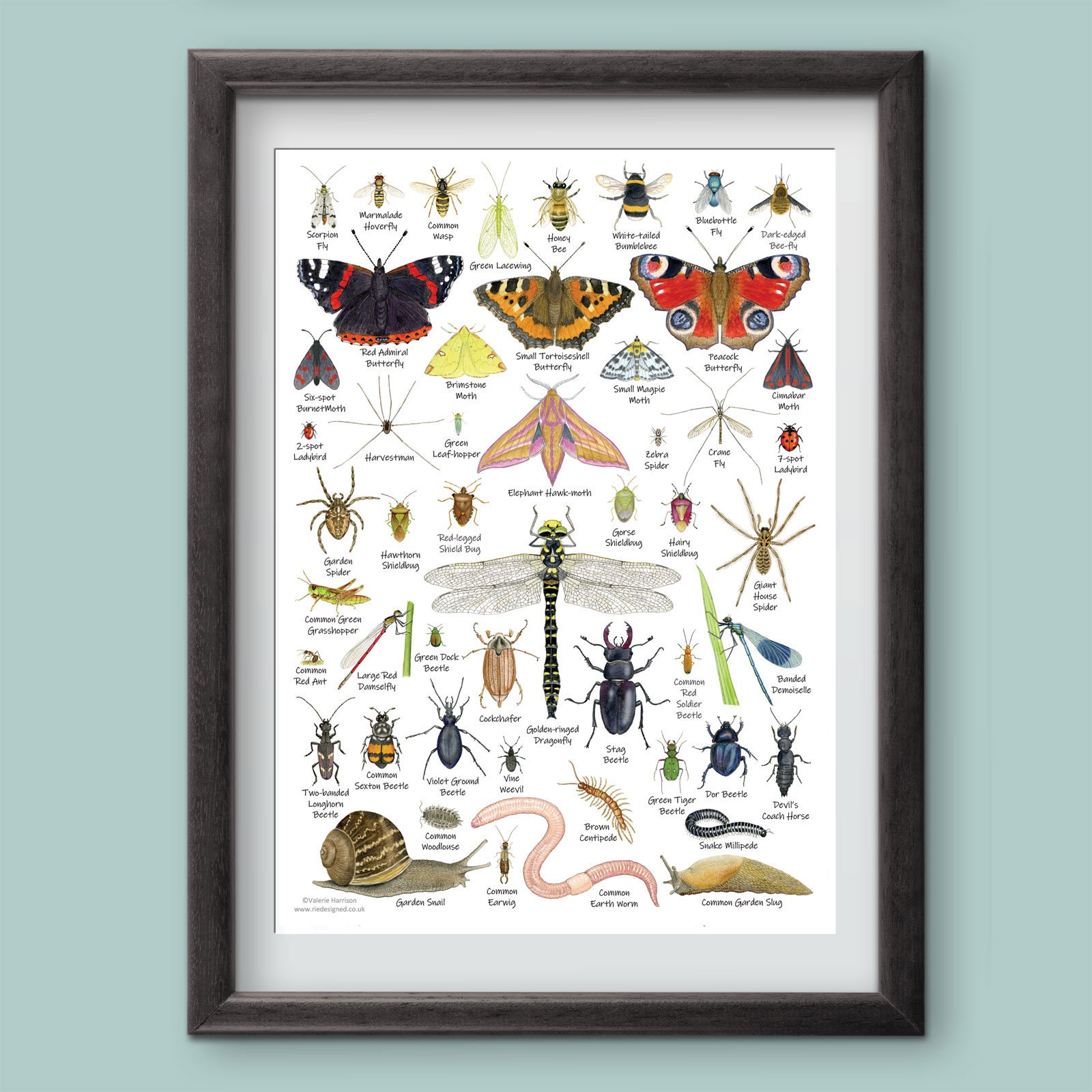 British Insects A4 Identification Chart Wildlife Card Bugs - Etsy UK