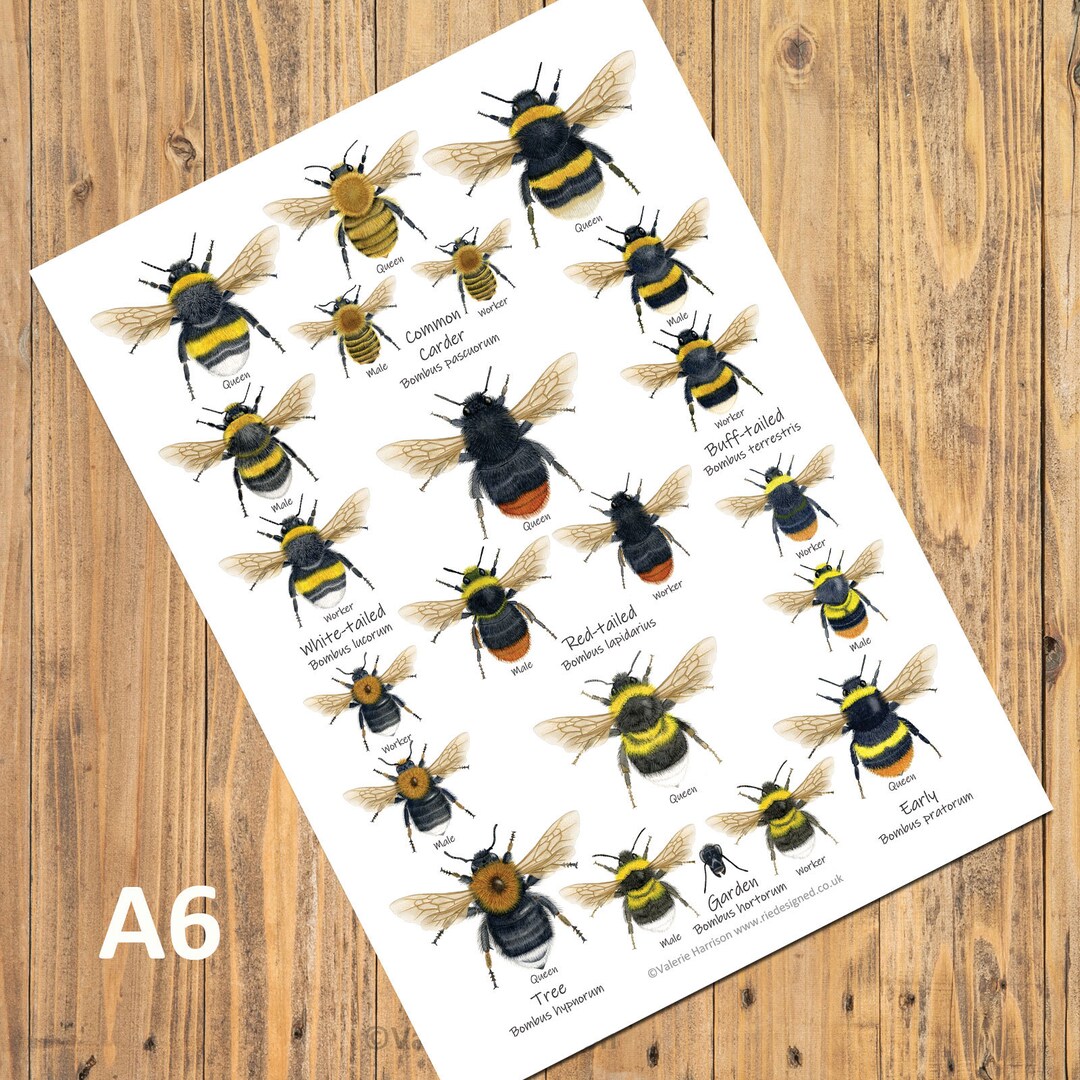 British Common Bumblebees A6 Chart, Insects Card, Pocket Bee Postcard ...