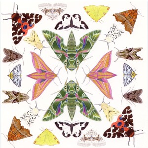 Moth Card, Moths Square Blank Greetings Card, Hawk Moths, Insects ...