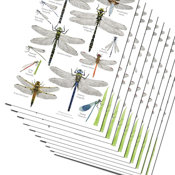 Different Names For Dragonflies