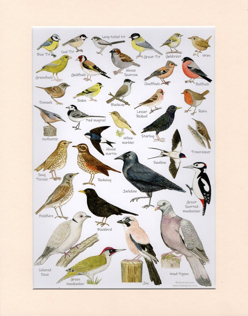 British Garden Birds A4 Identification Chart, Wildlife Card, Bird ...