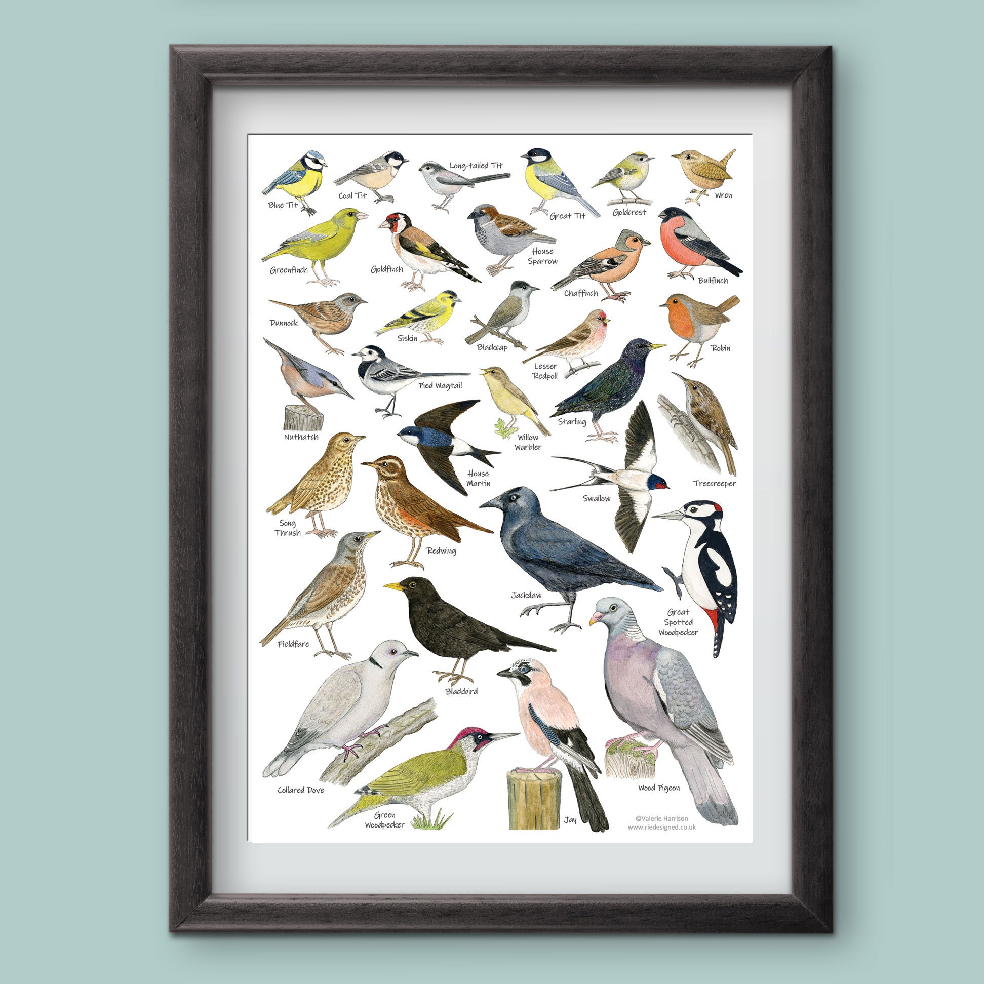 British Garden Birds A3 Identification Poster, Wildlife Chart, Nature ...