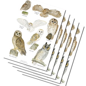 British Owls A5 Identification Chart, Wildlife Card, Postcard, Art ...