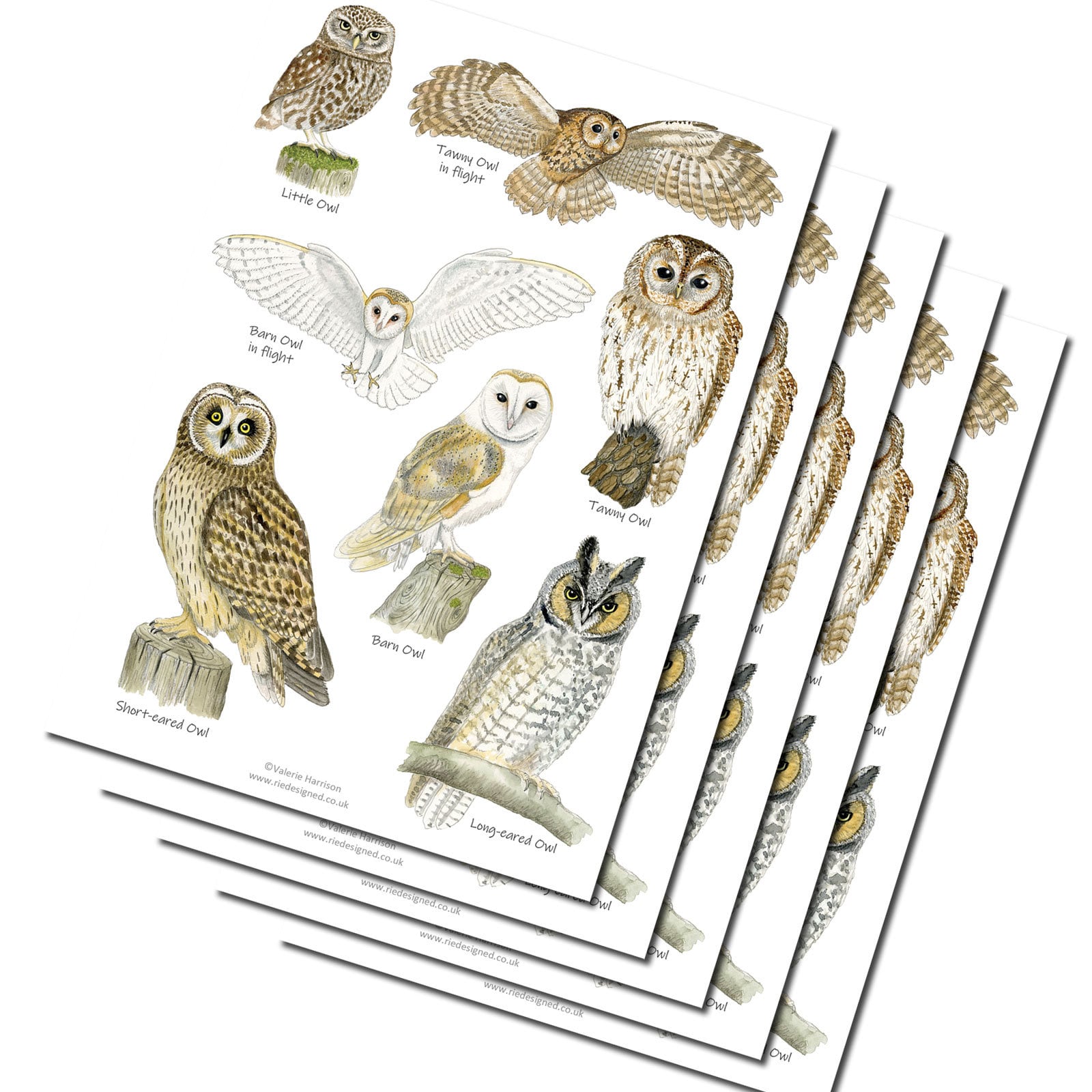 British Owls A5 Identification Chart Wildlife Card Postcard - Etsy UK