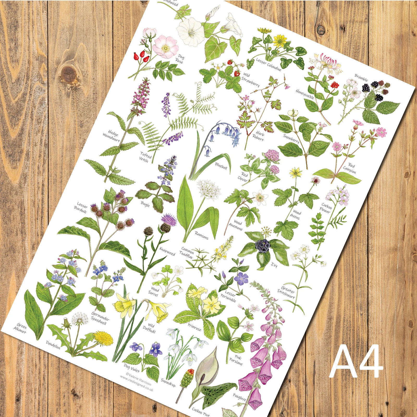 Woodland & Hedgerow Wild Flowers A4 Identification Chart - Etsy UK