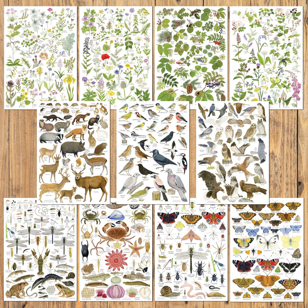 Set of 11 A4 Nature Identification Charts, Wildlife Cards, British ...