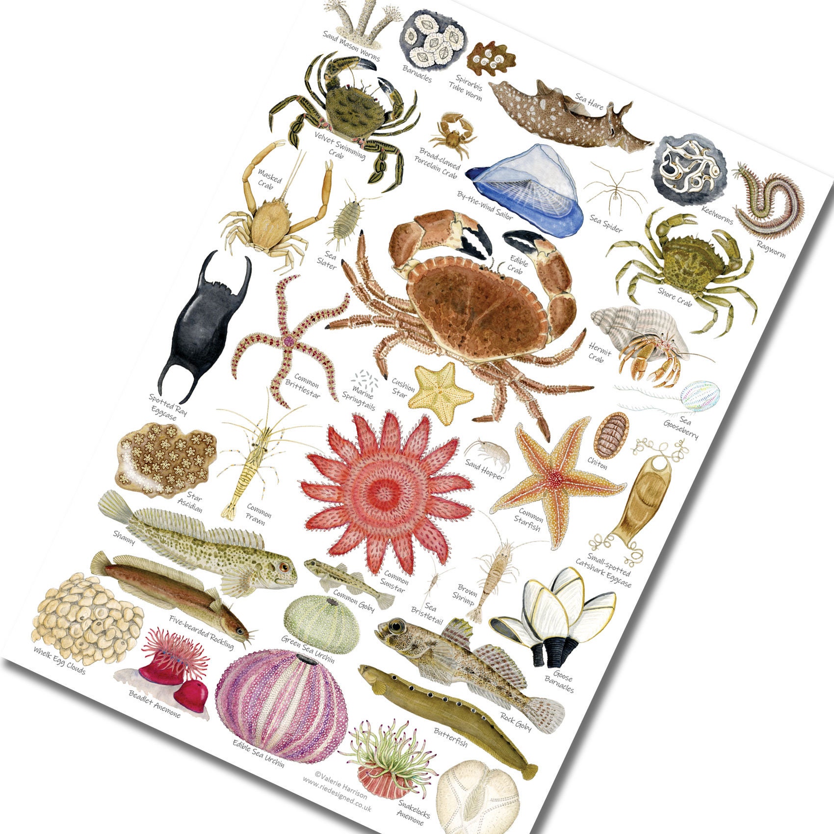 British Seashore A3 Identification Poster, Beachcombing Chart ...