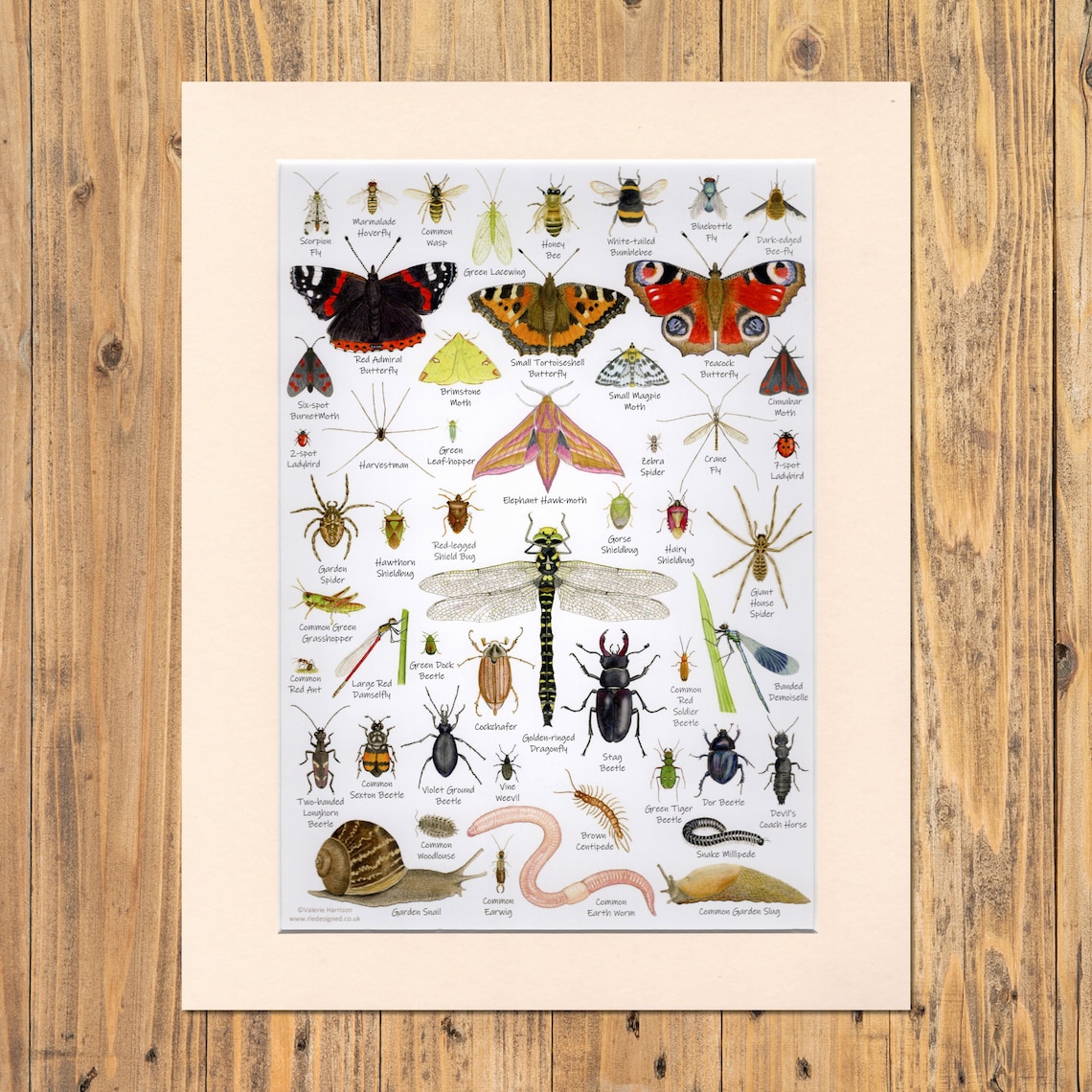 British Insects A4 Identification Chart, Wildlife Card, Bugs Poster ...