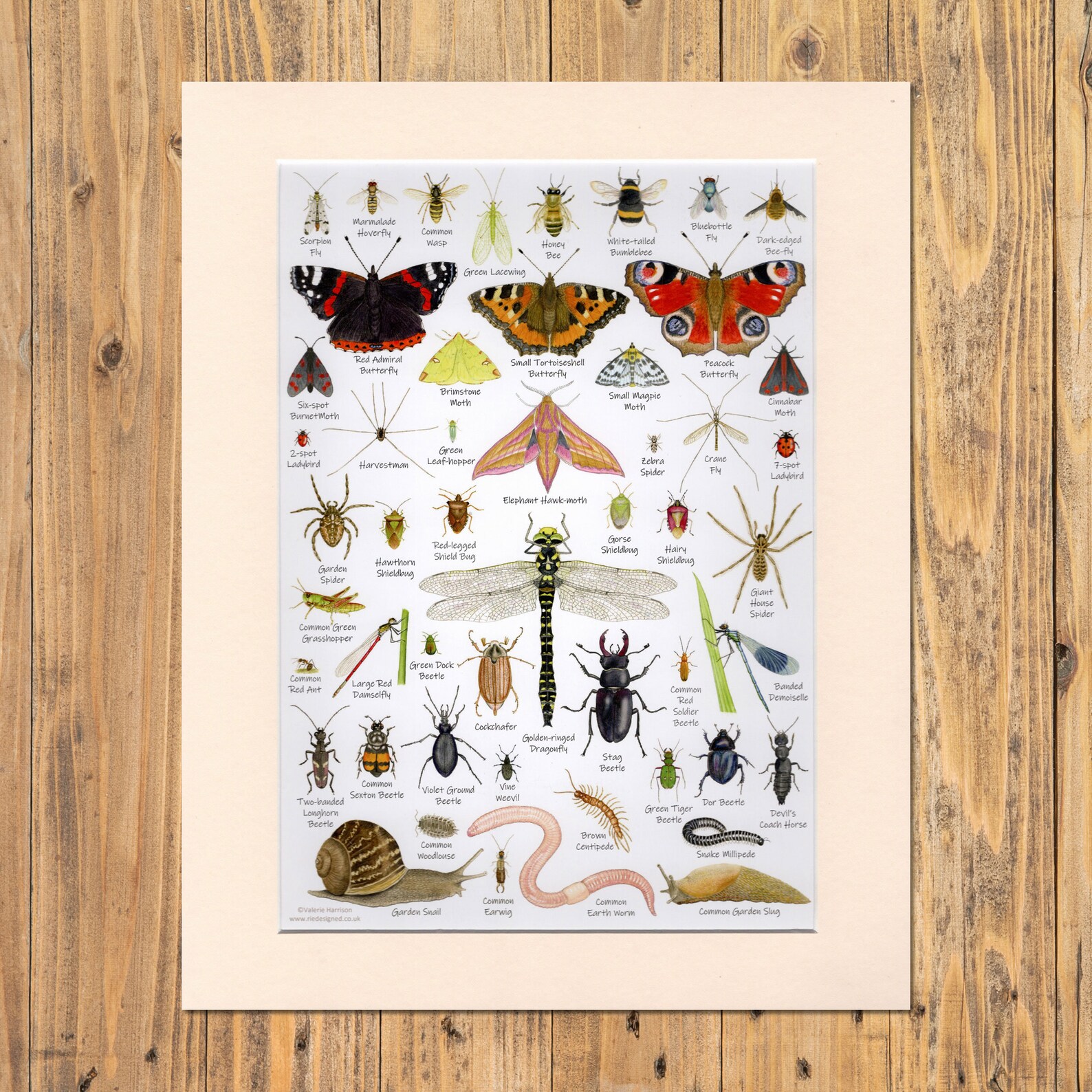 British Insects A4 Identification Chart, Wildlife Card, Bugs Poster ...