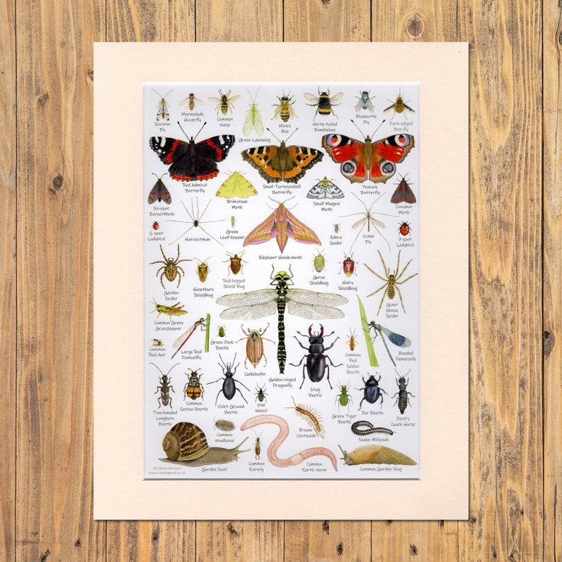 British Insects A4 Identification Chart, Wildlife Card, Bugs Poster ...