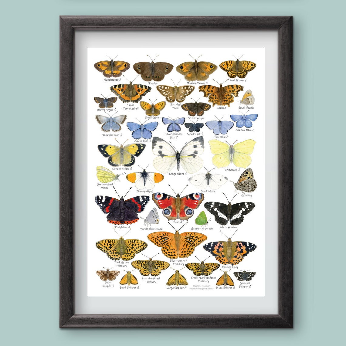 British Butterflies A4 Identification Chart Wildlife Card - Etsy