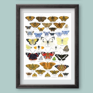 British Butterflies A4 Identification Chart, Wildlife Card, Bugs Poster ...