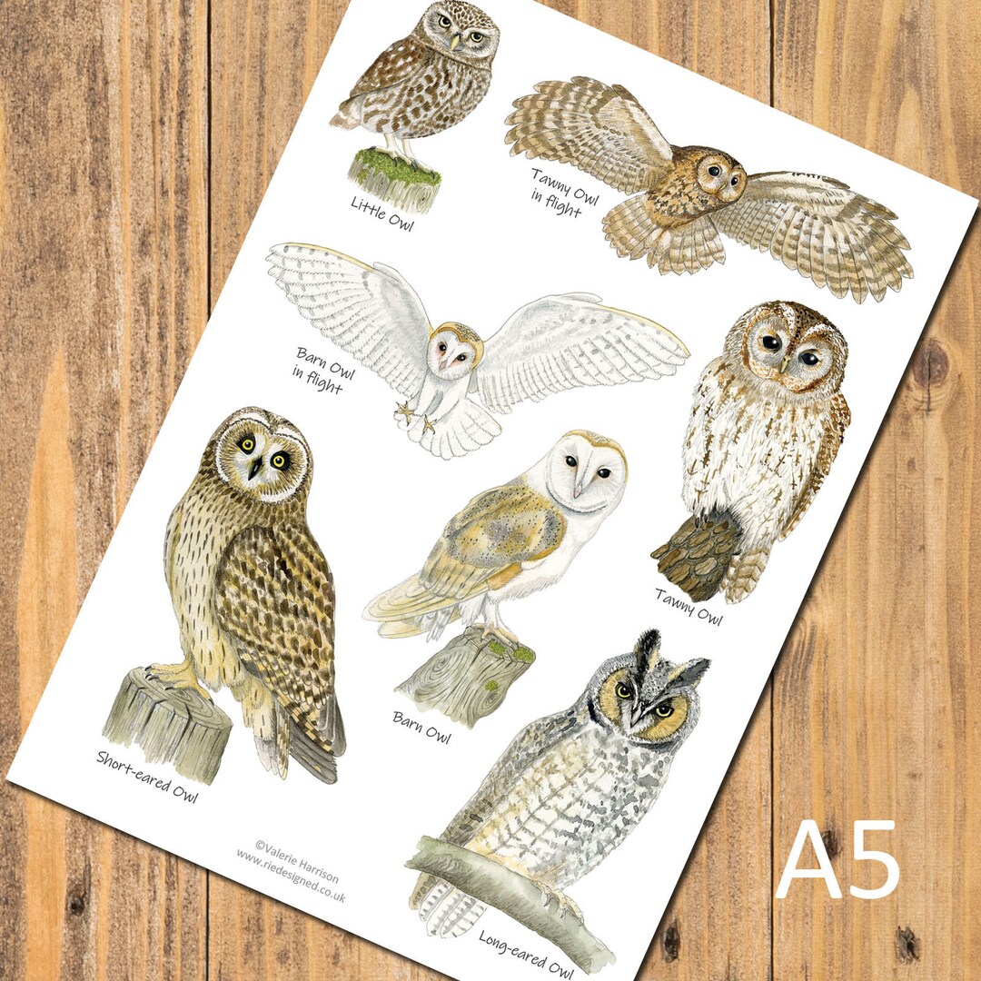 British Owls A5 Identification Chart, Wildlife Card, Postcard, Art ...