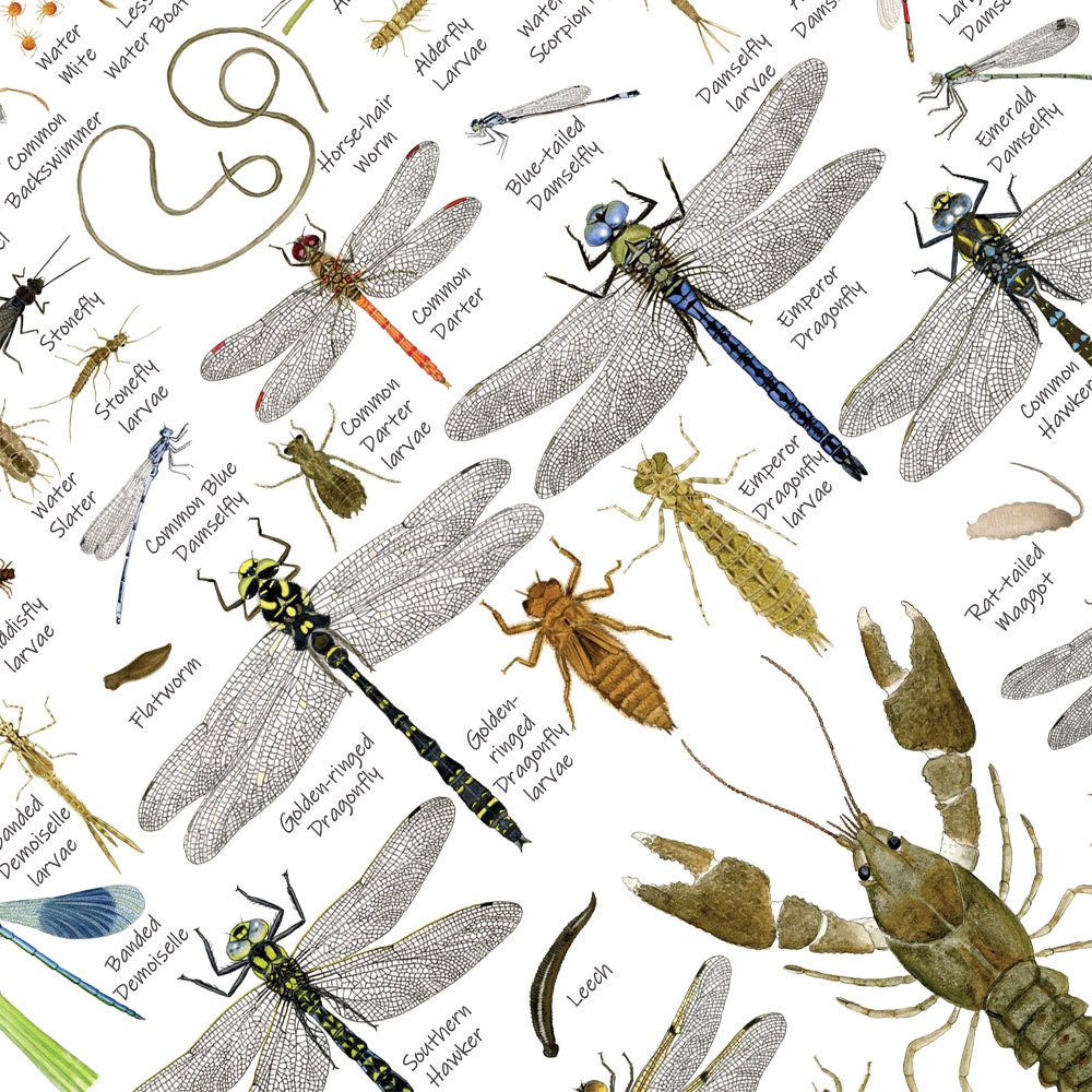 British Pond & Stream A4 Identification Chart, Wildlife Card, Insects ...