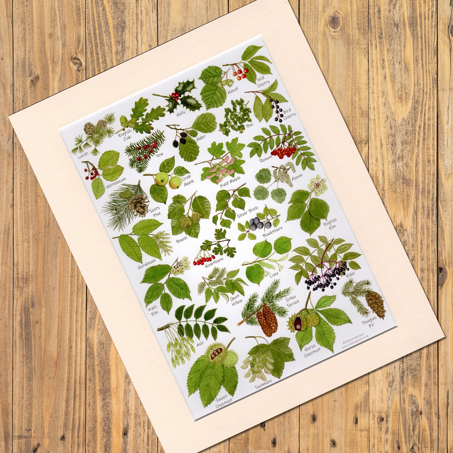 British Tree Leaves A4 Identification Chart, Wildlife Card, Nature ...