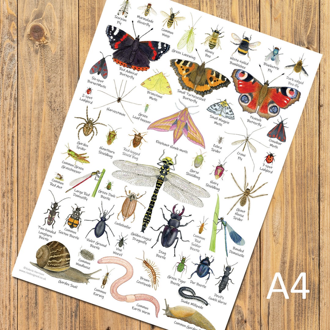 British Insects A4 Identification Chart, Wildlife Card, Bugs Poster ...