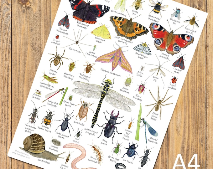 British Insects A4 Identification Chart, Wildlife Card, Bugs Poster ...