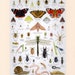 British Insects A4 Identification Chart, Wildlife Card, Bugs Poster ...