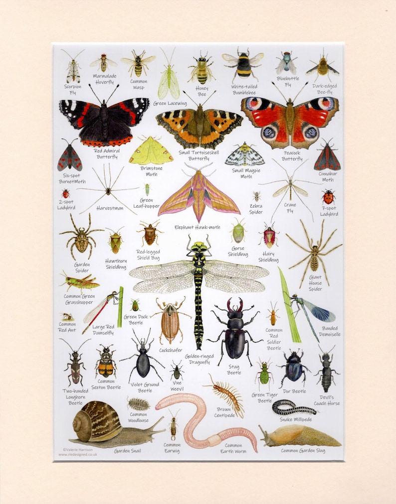 British Insects A4 Identification Chart, Wildlife Card, Bugs Poster ...