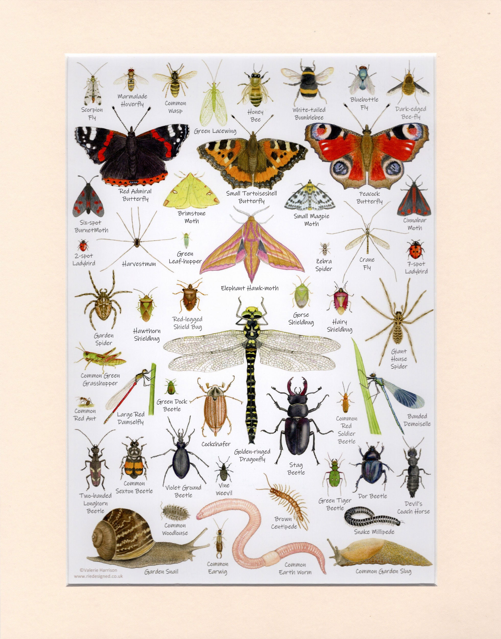 British Insects A4 Identification Chart, Wildlife Card, Bugs Poster ...