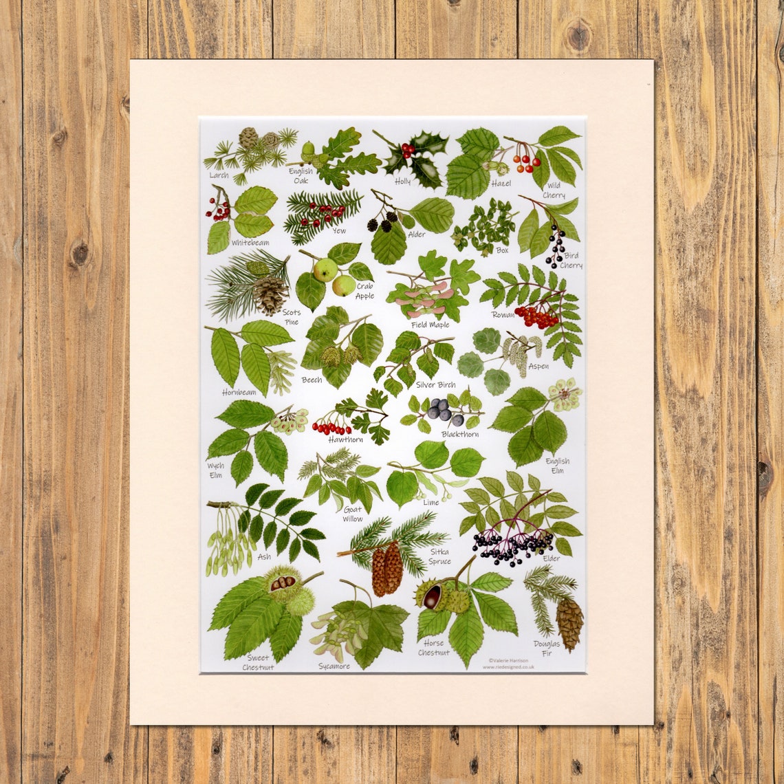 British Tree Leaves A4 Identification Chart, Wildlife Card, Nature ...