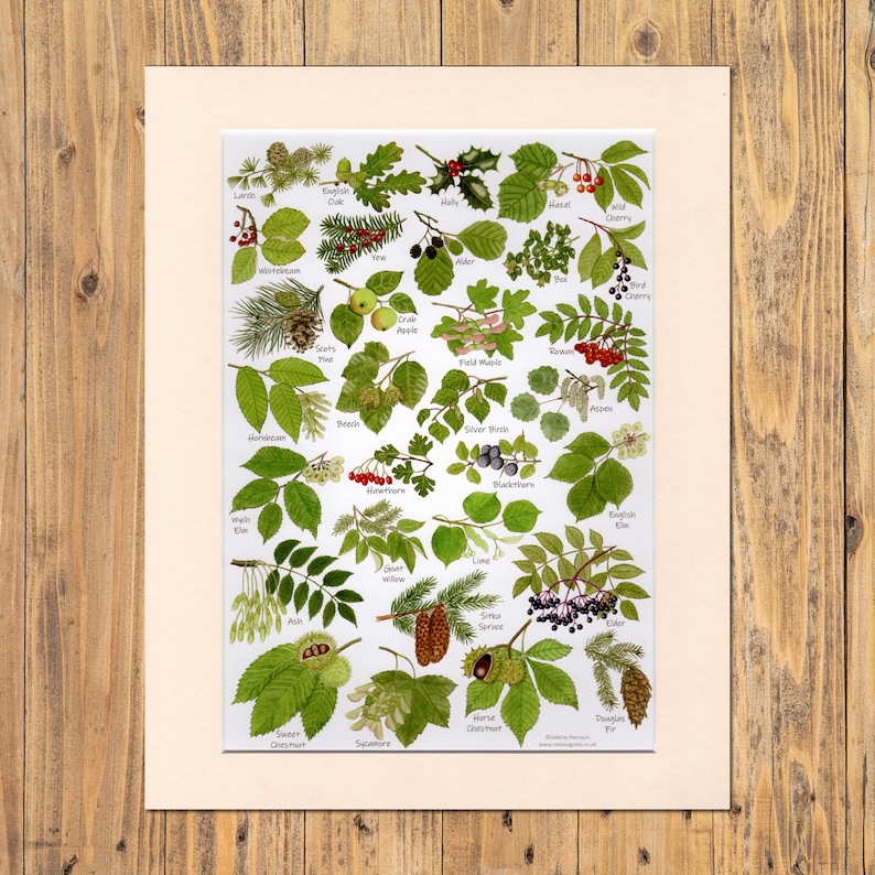 British Tree Leaves A4 Identification Chart, Wildlife Card, Nature ...