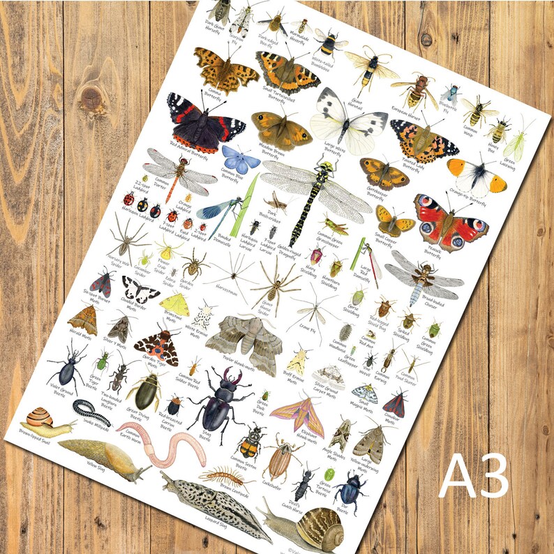 Set of 8 A3 Nature Identification Posters Wildlife Charts | Etsy