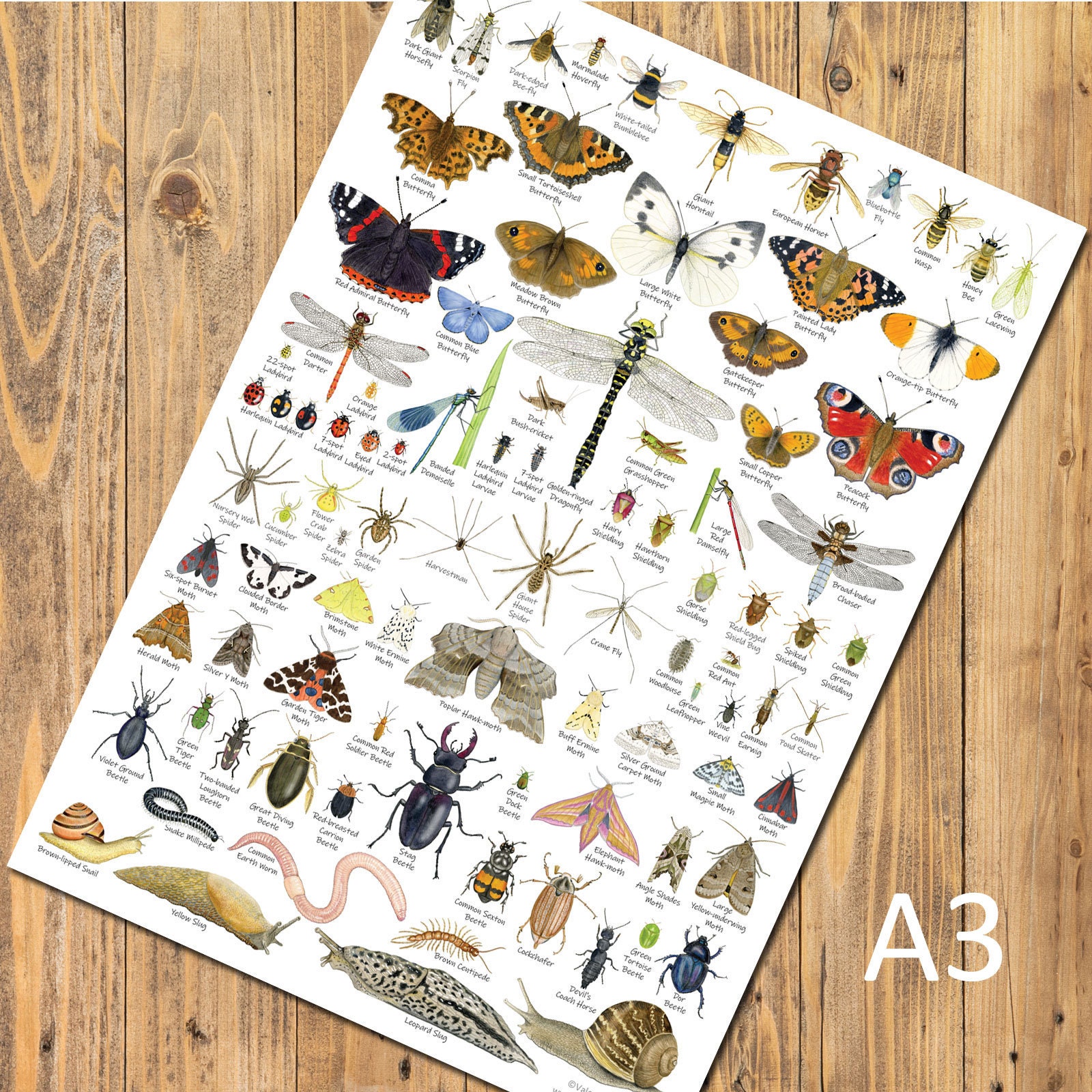 Set of 8 A3 Nature Identification Posters Wildlife Charts - Etsy UK