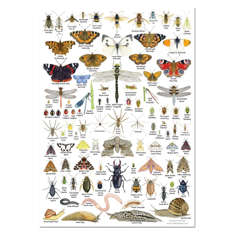 British Invertebrates A3 Identification Poster Insect Chart | Etsy