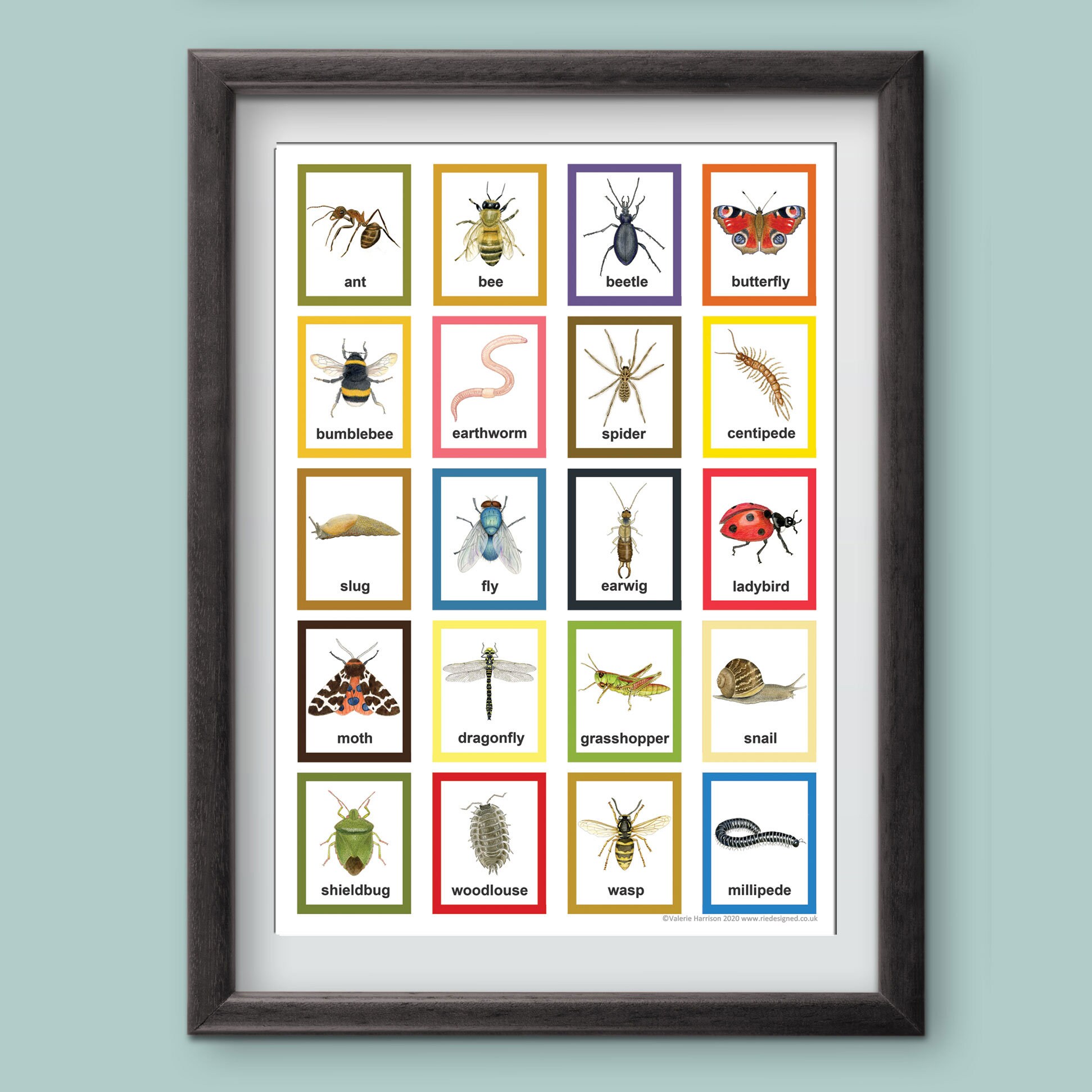 Garden Minibeasts A3 Identification Poster, Childrens Insect Chart ...
