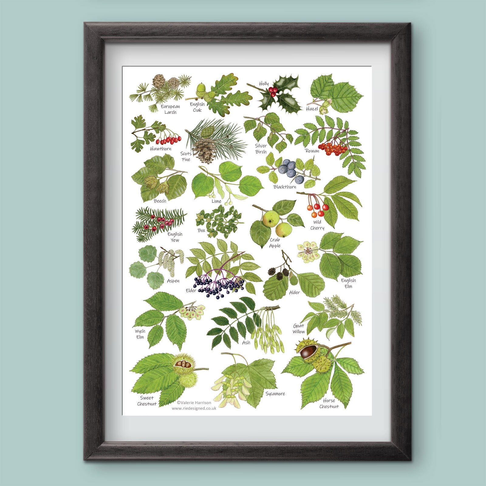 British Tree Leaves A4 Identification Chart Wildlife Card - Etsy UK