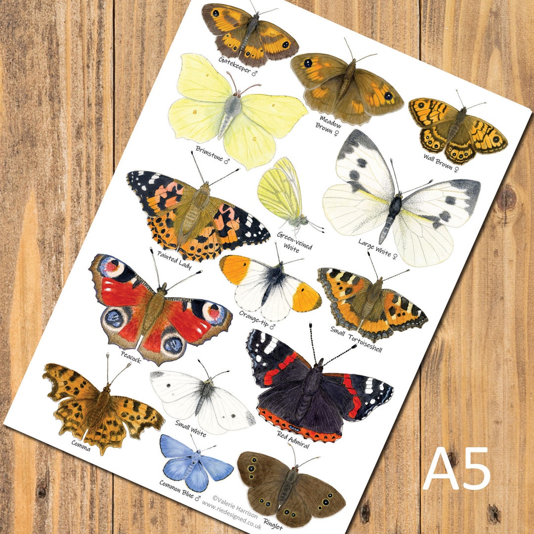 British Garden Butterflies A5 Art Print, Insects Card, Bugs Postcard ...