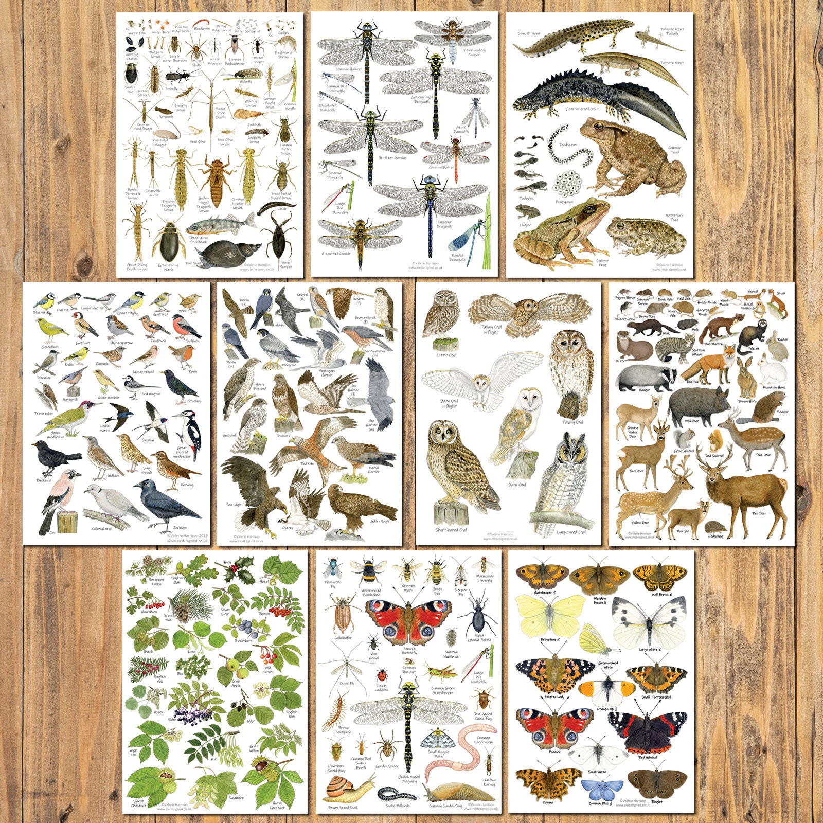 Pond & Stream A5 Art Print, Card, Pondlife Postcard, Identification ...