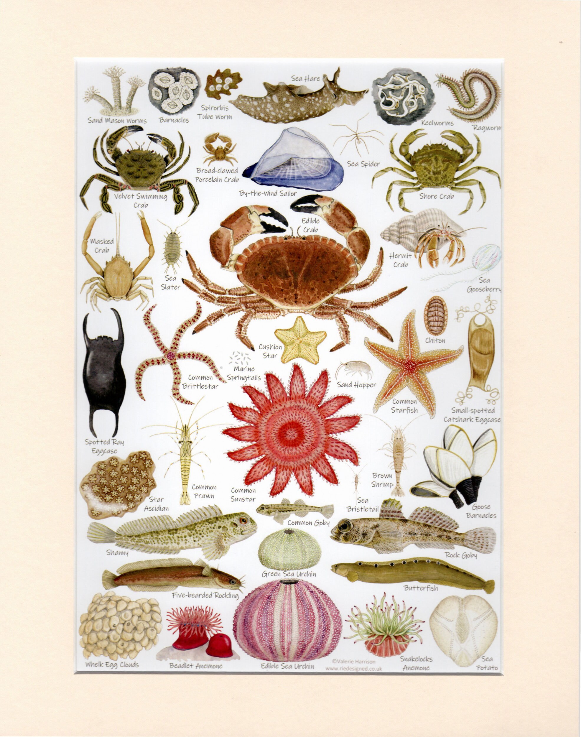 British Seashore A4 Identification Chart, Wildlife Card, Beachcombing ...
