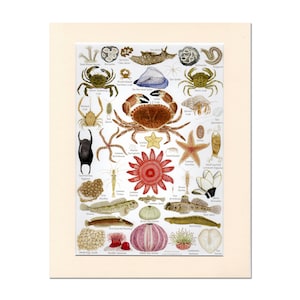 British Seashore A4 Identification Chart, Wildlife Card, Beachcombing ...