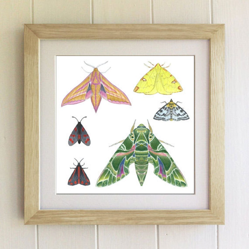 Moths Mounted Print Insects Large Square Artwork Nature | Etsy