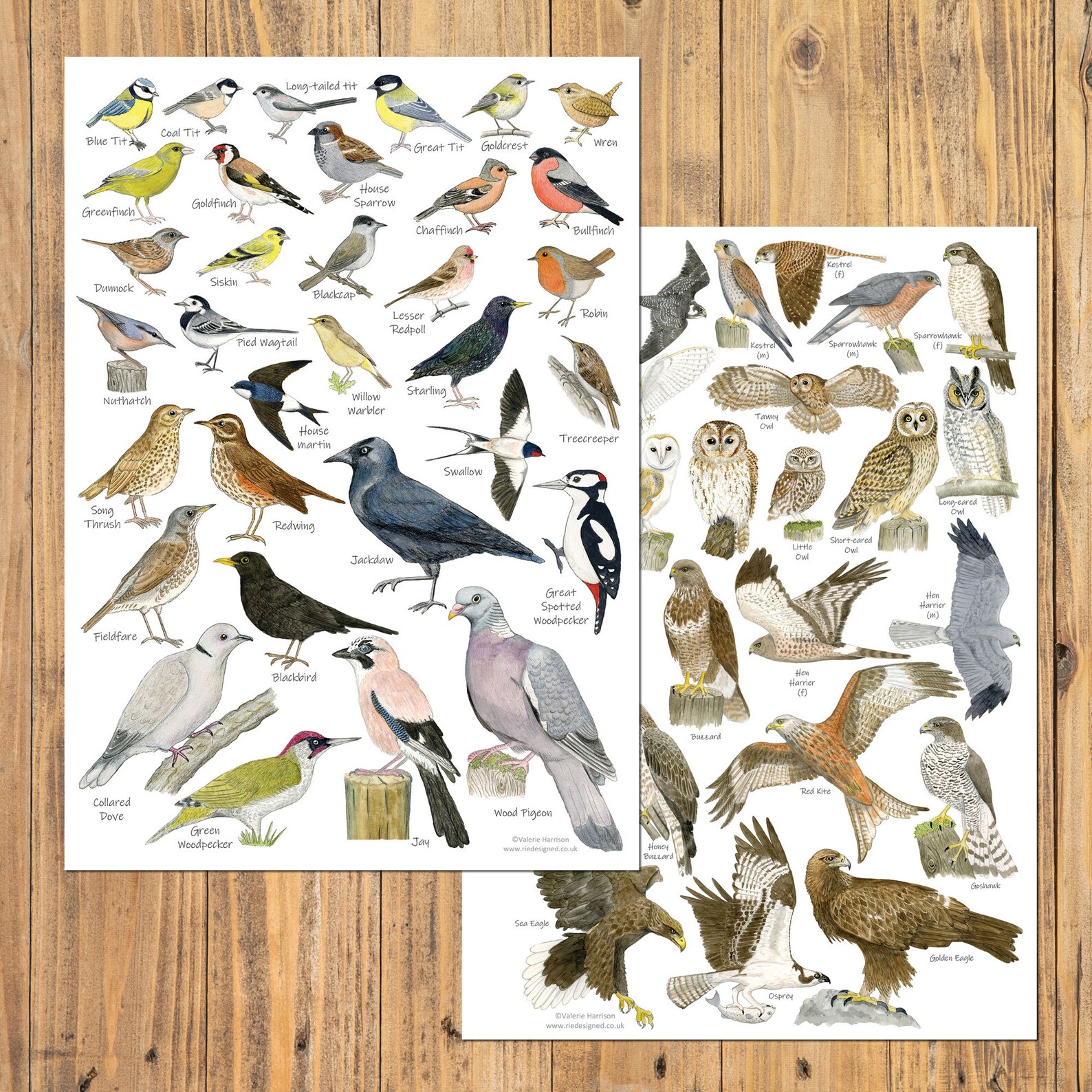 British Garden Birds A4 Identification Chart, Wildlife Card, Bird ...