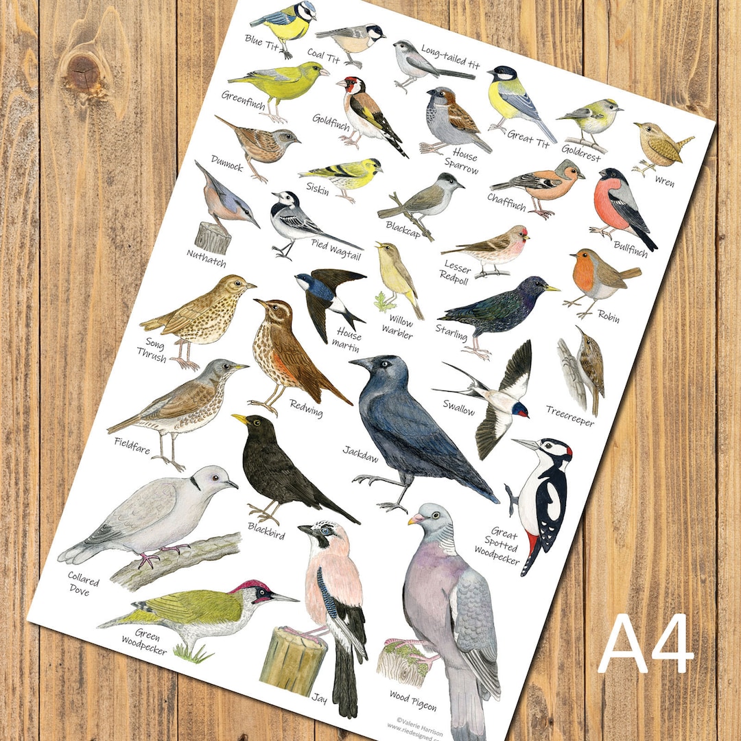 British Garden Birds A4 Identification Chart, Wildlife Card, Bird ...