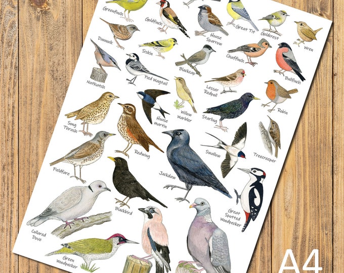 British Garden Birds A4 Identification Chart, Wildlife Card, Bird ...