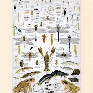 British Pond & Stream A4 Identification Chart, Wildlife Card, Insects ...