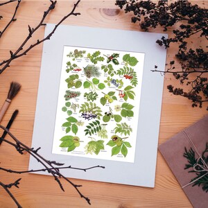 British Tree Leaves A4 Identification Chart Wildlife Card | Etsy UK