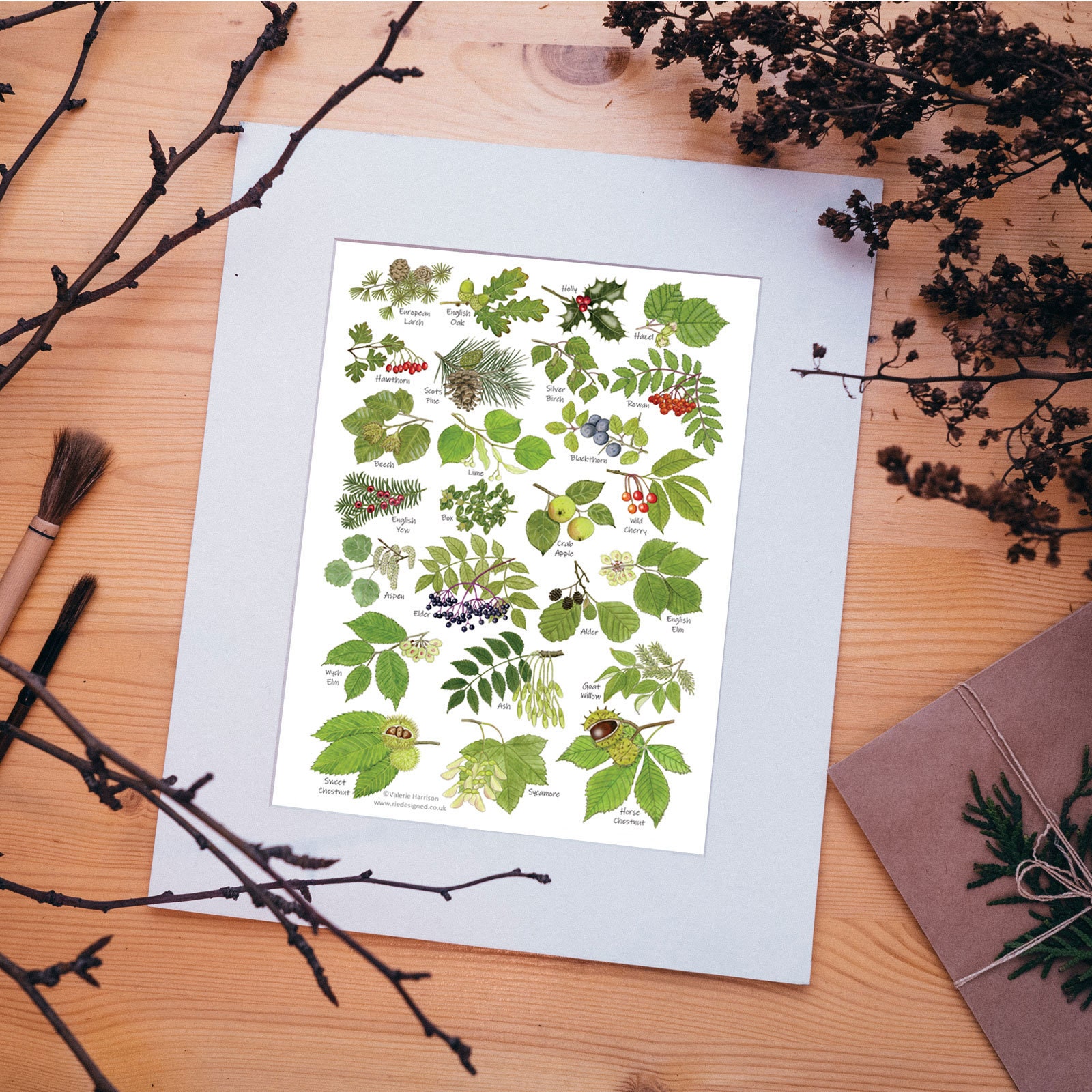 British Tree Leaves A4 Identification Chart Wildlife Card | Etsy UK